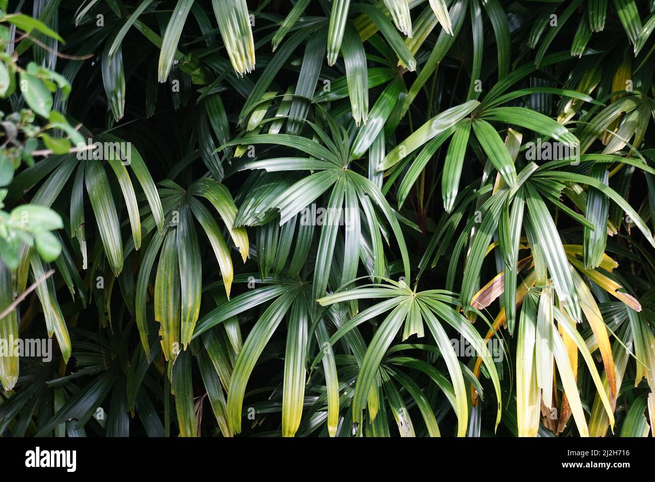 Rhapis exelsa (Also called broadleaf lady palm, bamboo palm, palem ...
