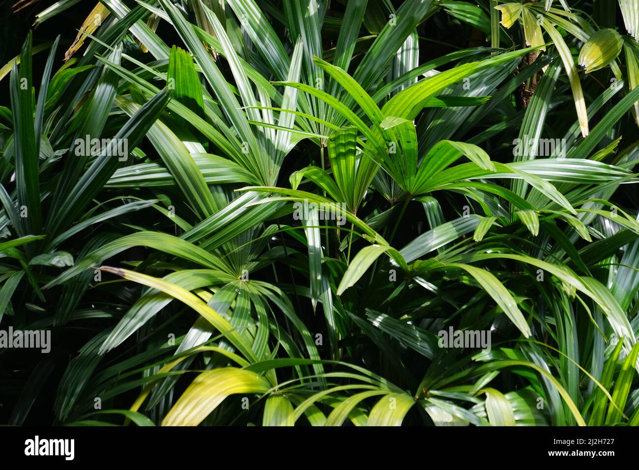 Rhapis exelsa (Also called broadleaf lady palm, bamboo palm, palem ...