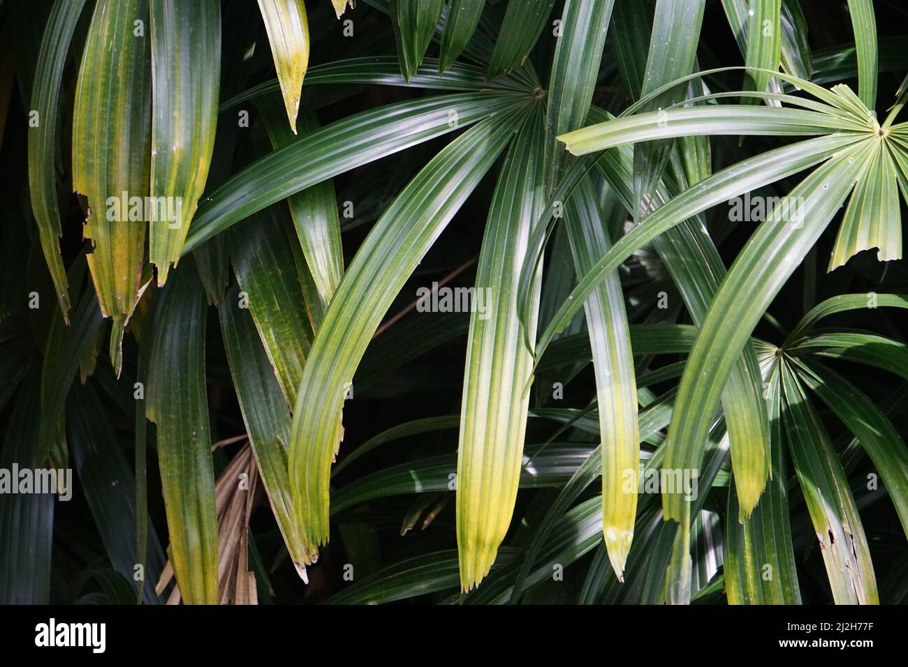 Rhapis exelsa (Also called broadleaf lady palm, bamboo palm, palem ...