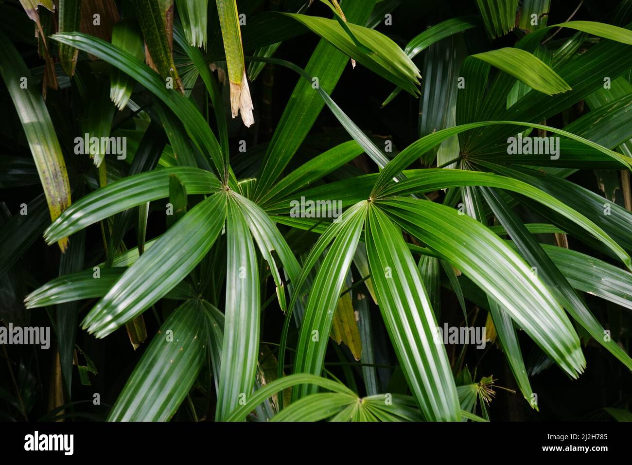 Rhapis exelsa (Also called broadleaf lady palm, bamboo palm, palem ...