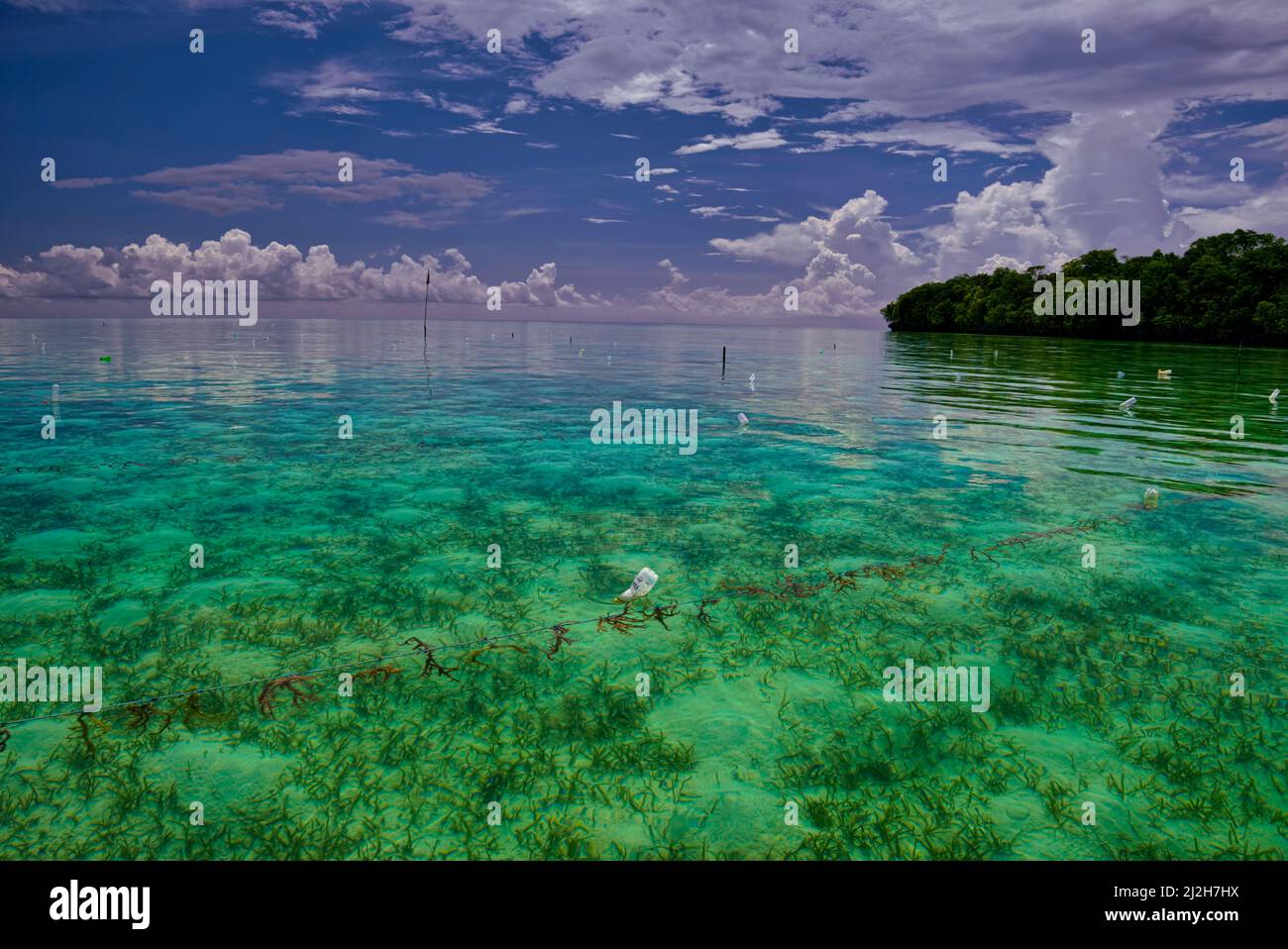 Seeing the way of breeding seaweed here, it really needs to be ...