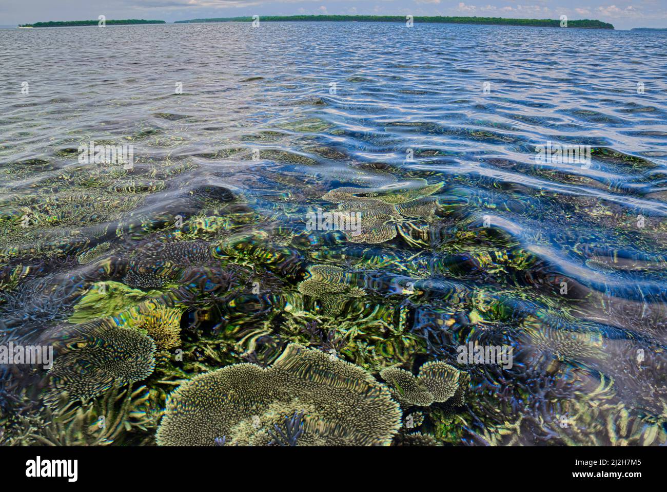 Seaweed cultivation site in West Little Kei Taken @West Kei kecil ...