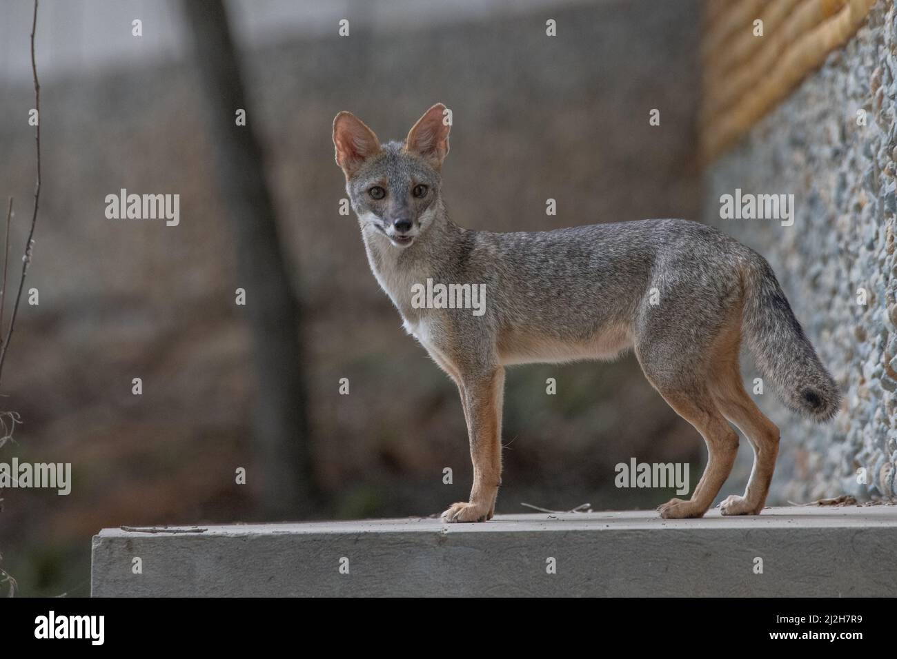 Fox In Peruvian Desert