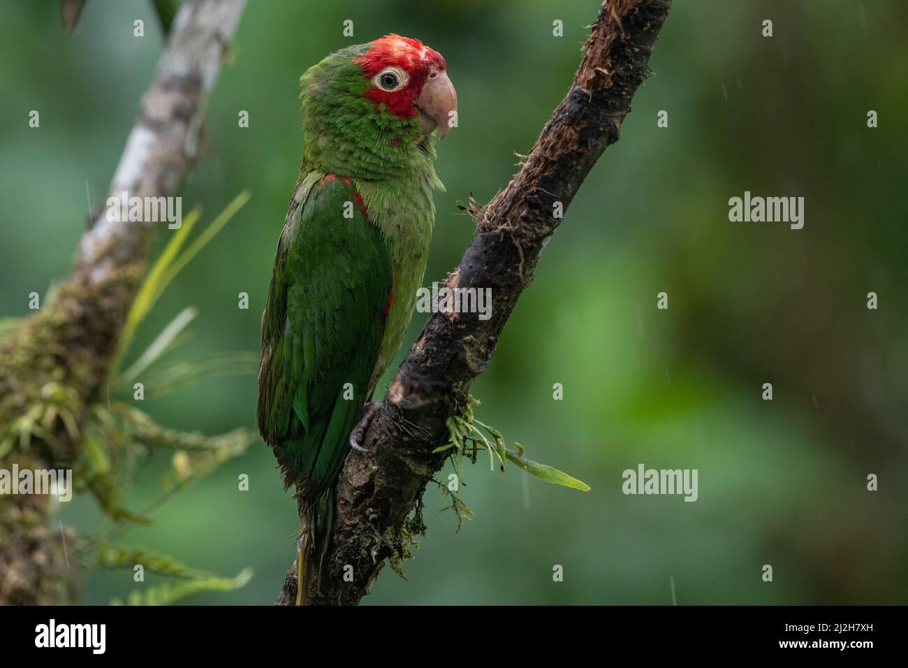Colorful red conure cherry headed conure hi-res stock photography and ...
