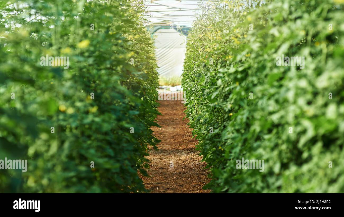 The perfect environment for growing healthy plant life. Still life shot ...