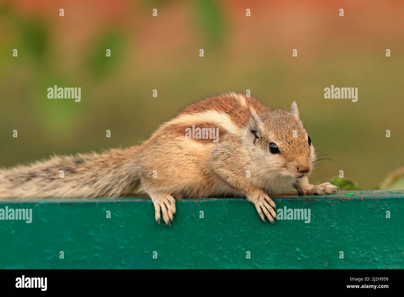 An alert northern palm squirrel (Funambulus pennantii), Delhi, India ...
