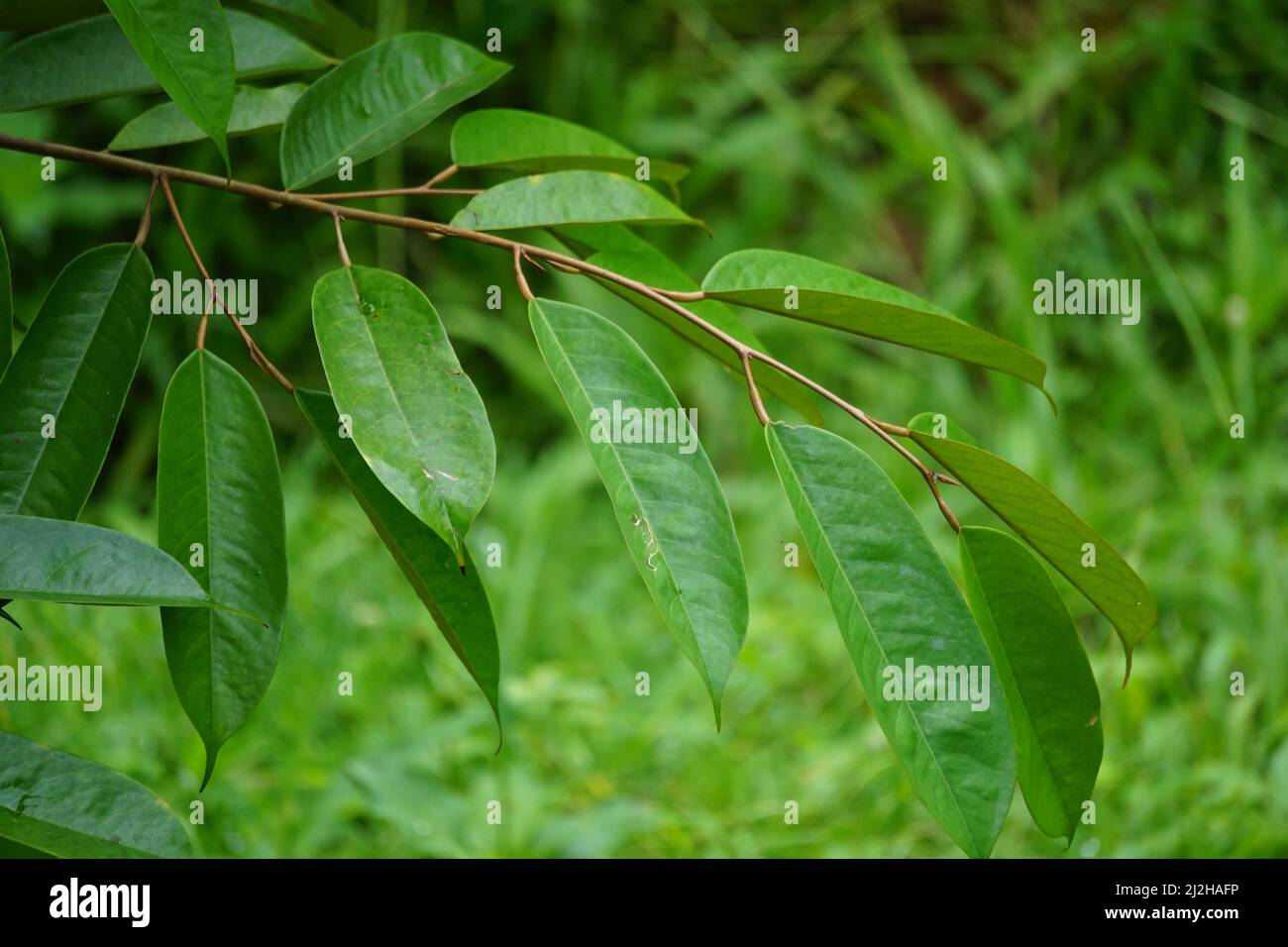Durian Tree Leaves