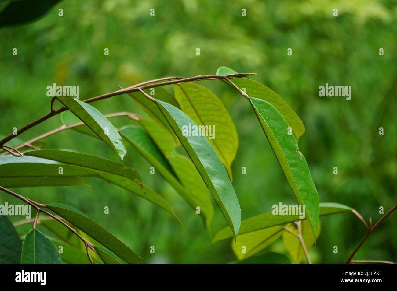 Green durian leaves with a natural background. Durian is one of the ...