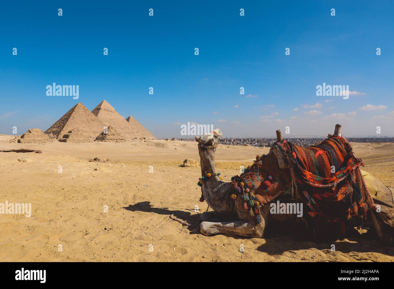 Camels and Egyptian Pyramids in Giza Stock Photo - Alamy