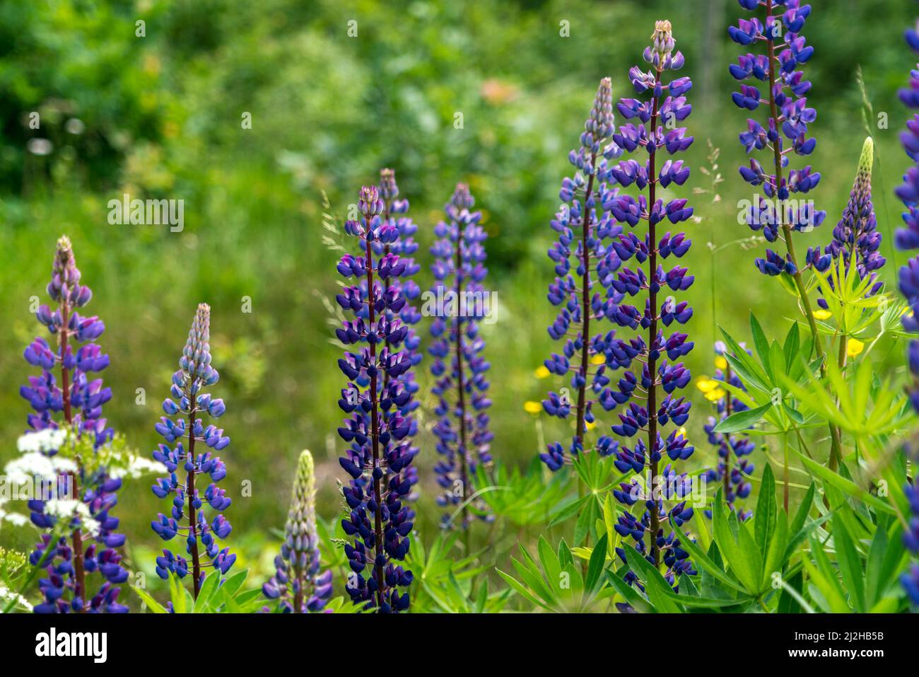Lupin sweden hi-res stock photography and images - Alamy