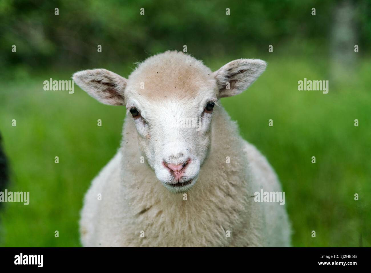 White sheep looking at camera Stock Photo - Alamy