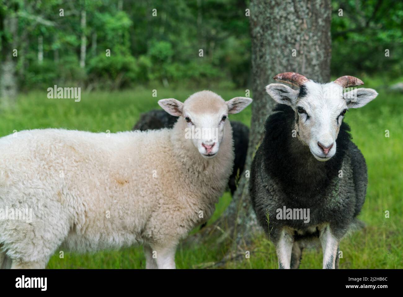Sheep in grassy field hi-res stock photography and images - Alamy