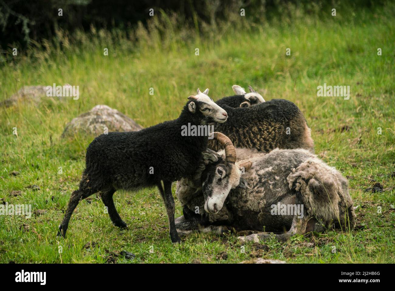 Sheep in grassy field Stock Photo - Alamy