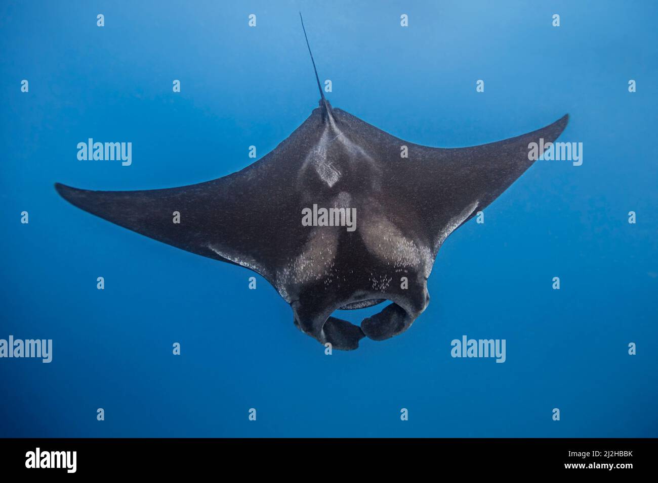 Manta ray swimming hi-res stock photography and images - Alamy
