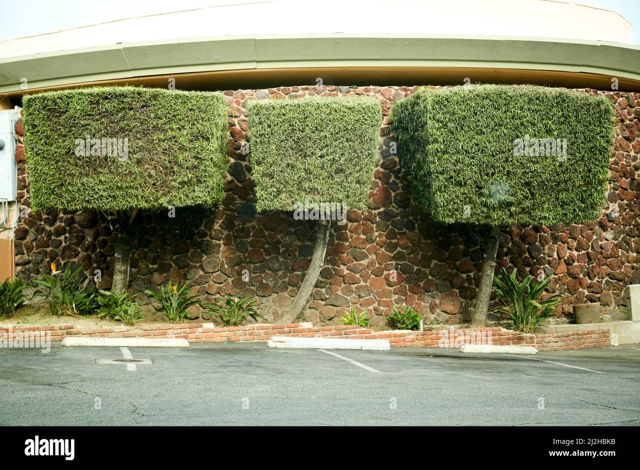 Cube shaped trees along stone wall Stock Photo - Alamy