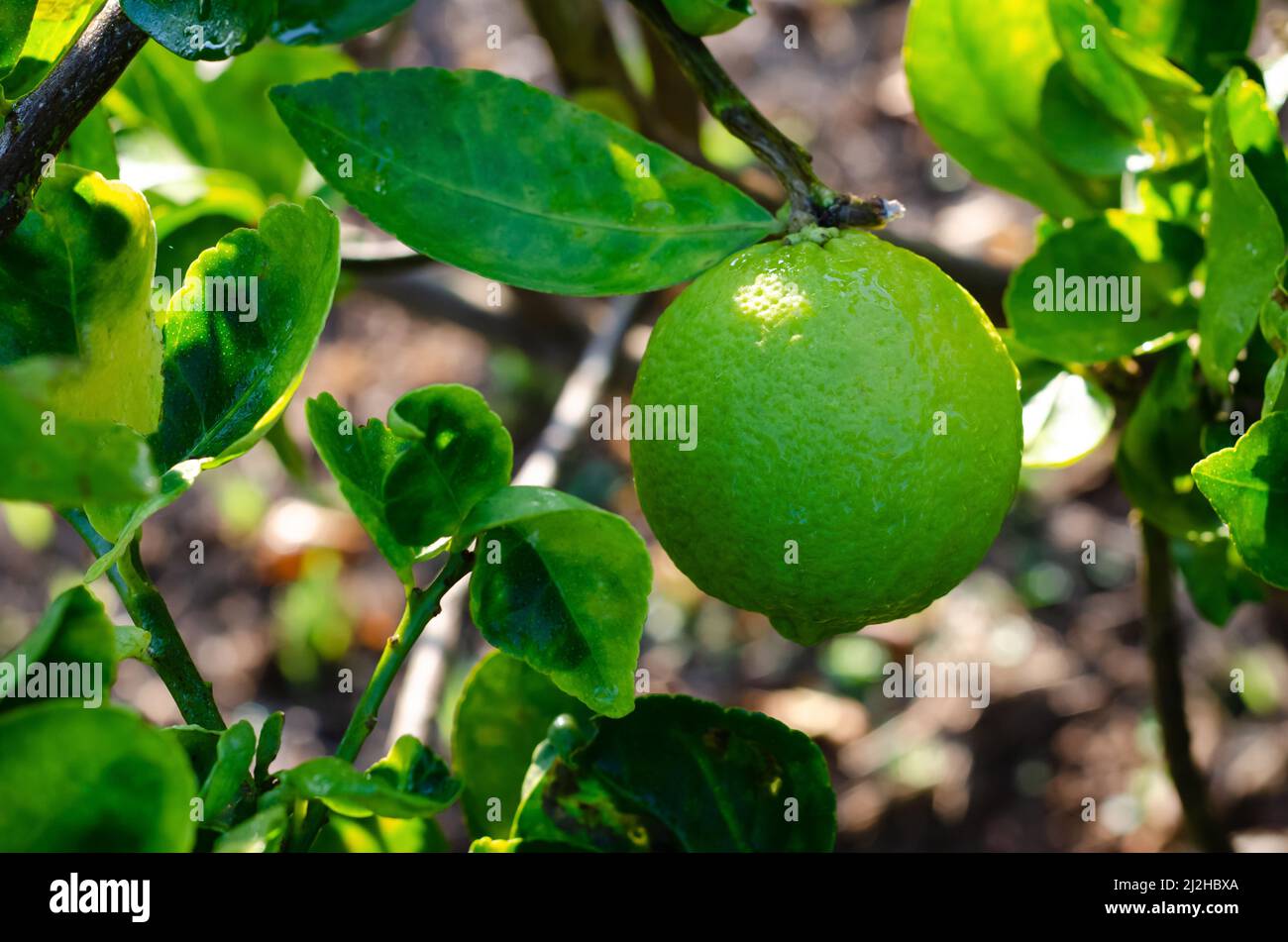 Green big organic lime with leaf on its tree Stock Photo - Alamy