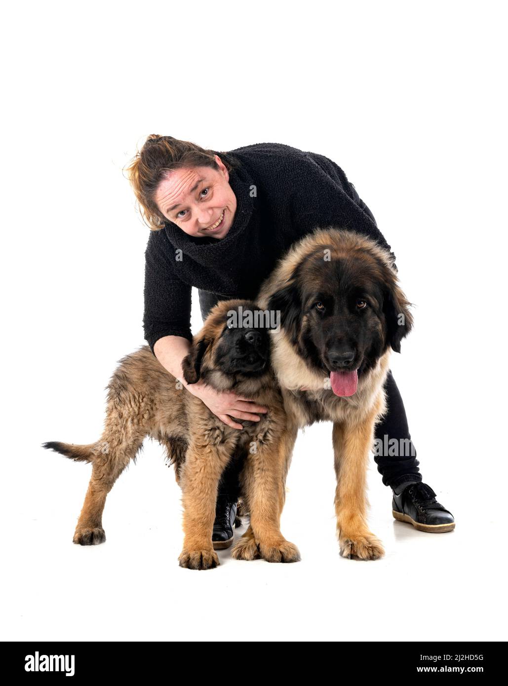 young Leonbergers and woman in front of white background Stock Photo ...