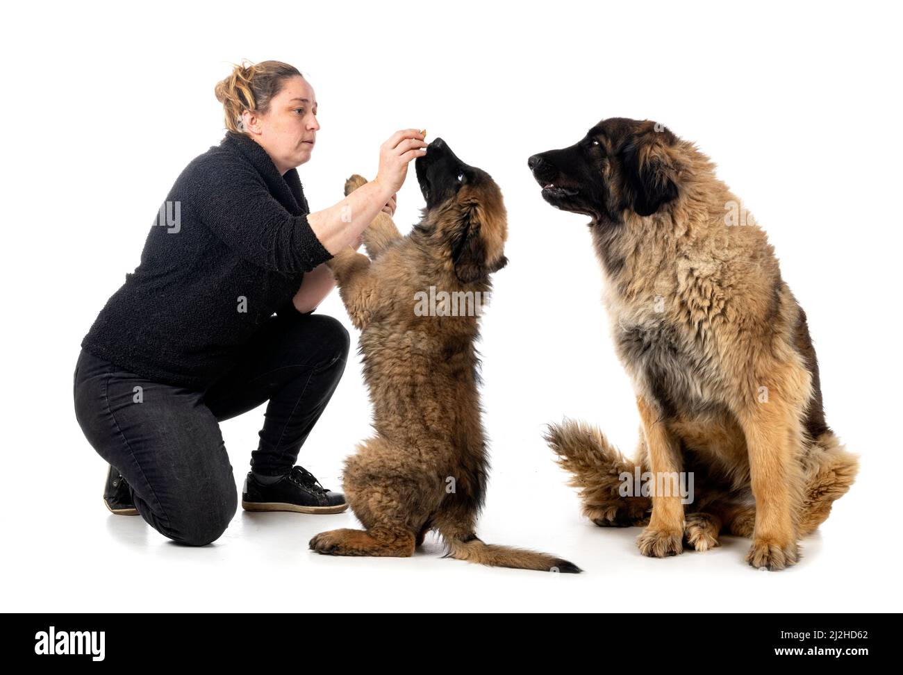 young Leonbergers and woman in front of white background Stock Photo ...