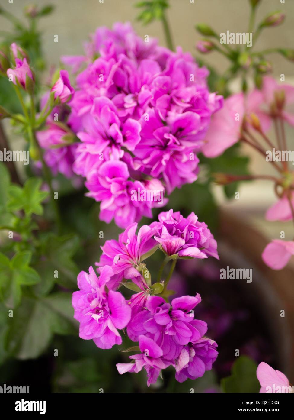 purple geranium flowering in spring Stock Photo - Alamy