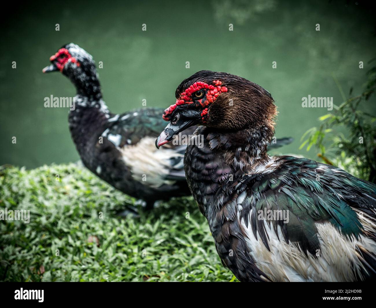 Two Muscovy ducks by a lake in profile Stock Photo - Alamy