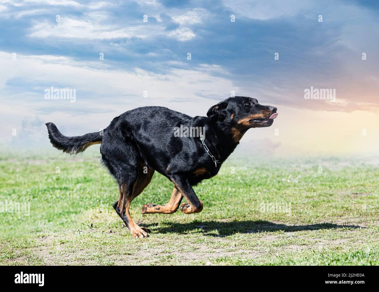 Military police k9 from hi-res stock photography and images - Alamy