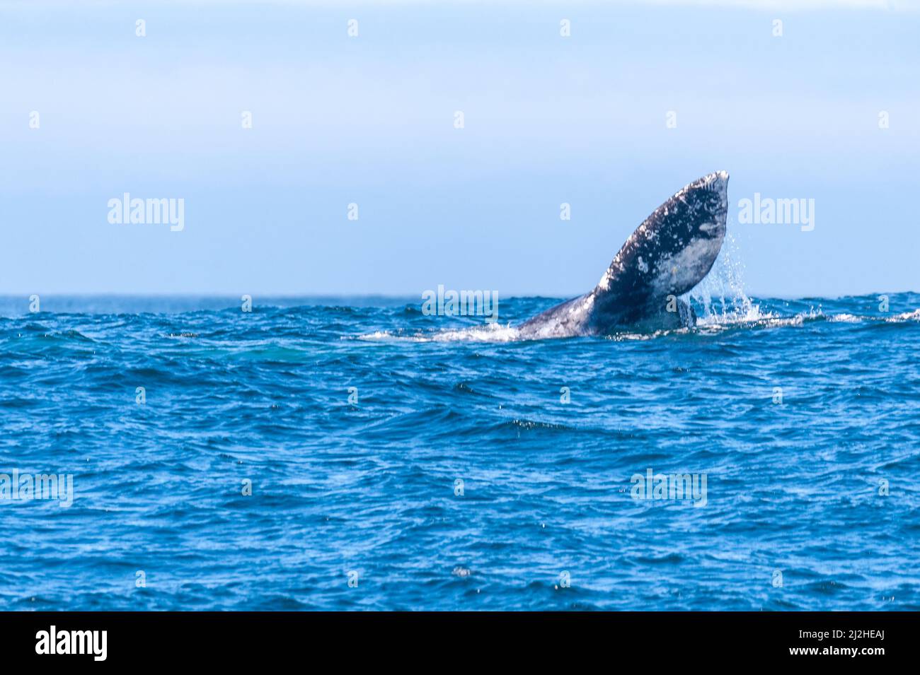 The Giant tail fin of a grey whale surfacing off the coast of ...