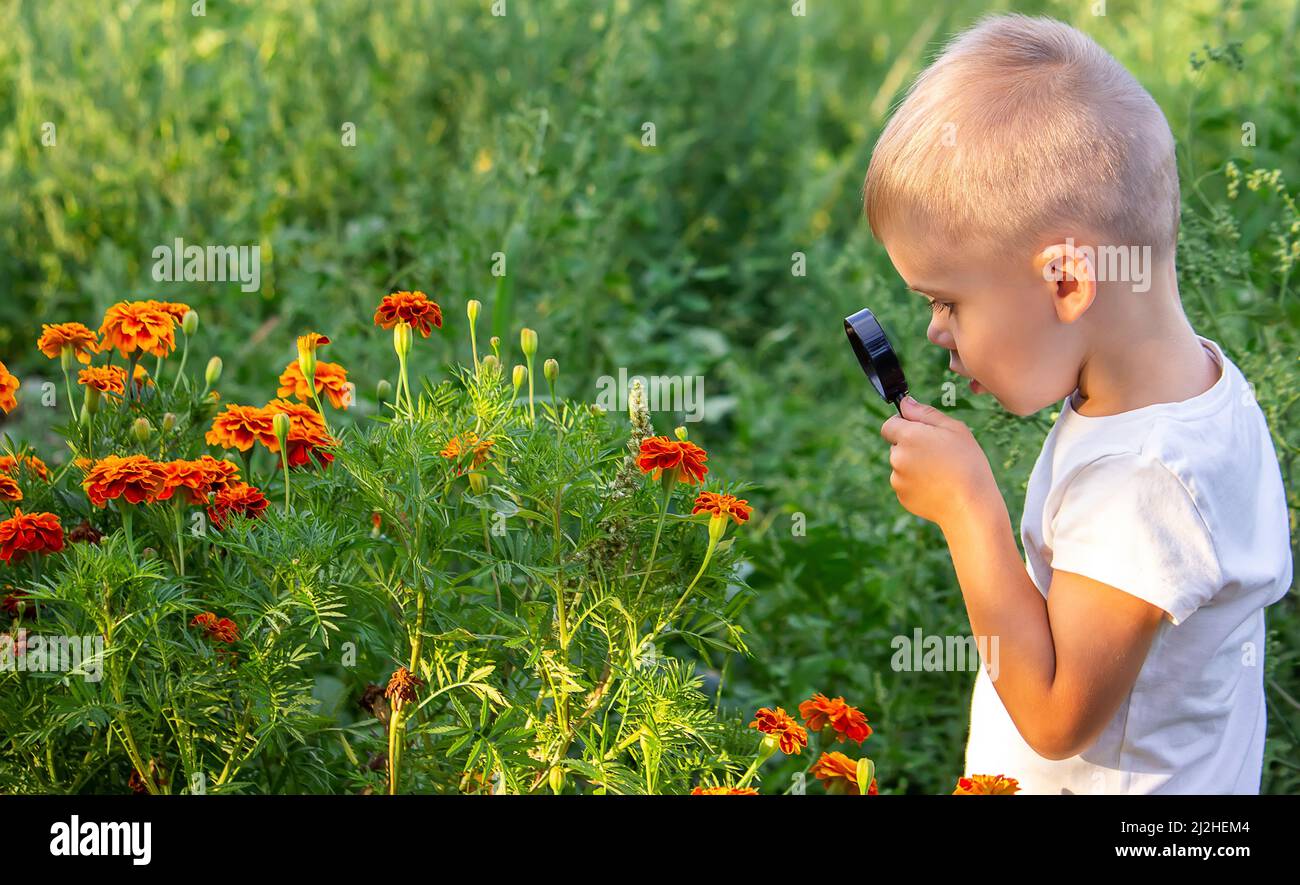 Young boy exploring nature in the meadow with a magnifying glass ...