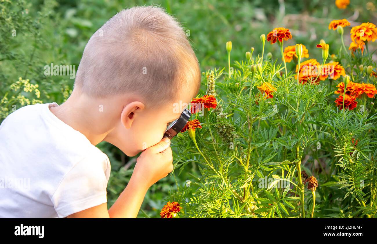 Young boy exploring nature in the meadow with a magnifying glass ...