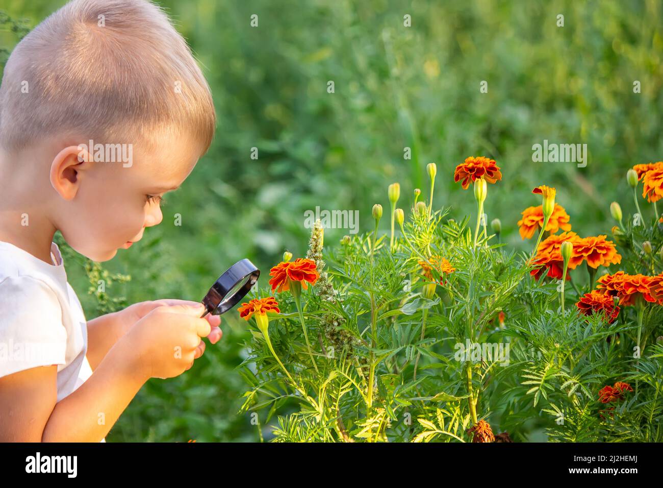 Young boy exploring nature in the meadow with a magnifying glass ...