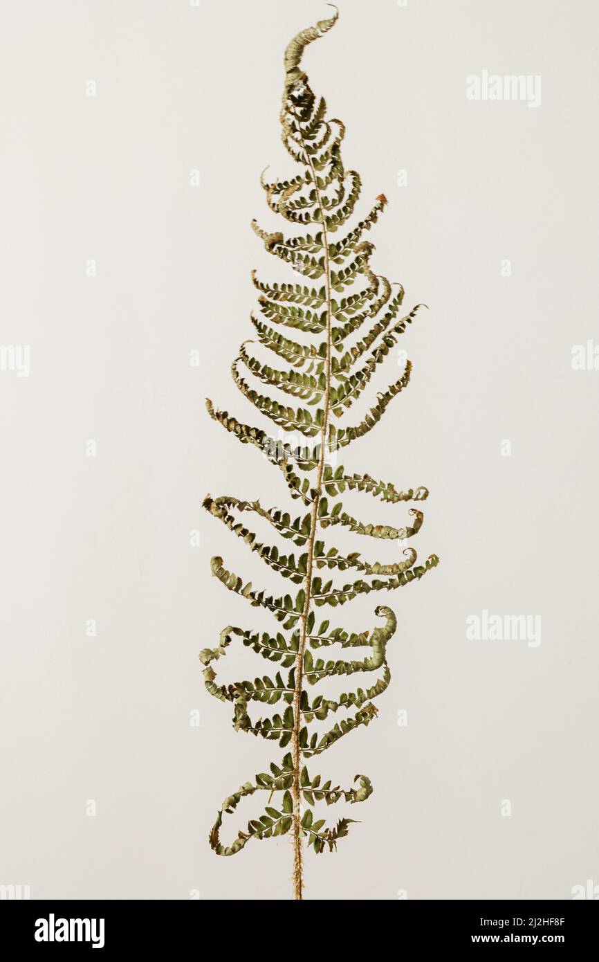 A closeup of a long green leaf Fern plant on a light background Stock ...