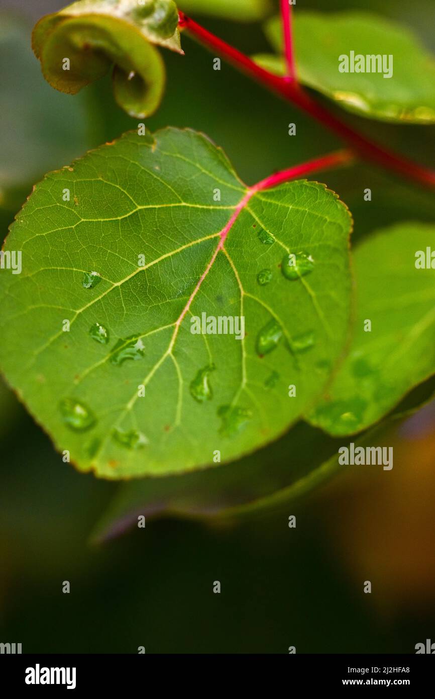 Fresh dewy green leaves of a plant Stock Photo - Alamy