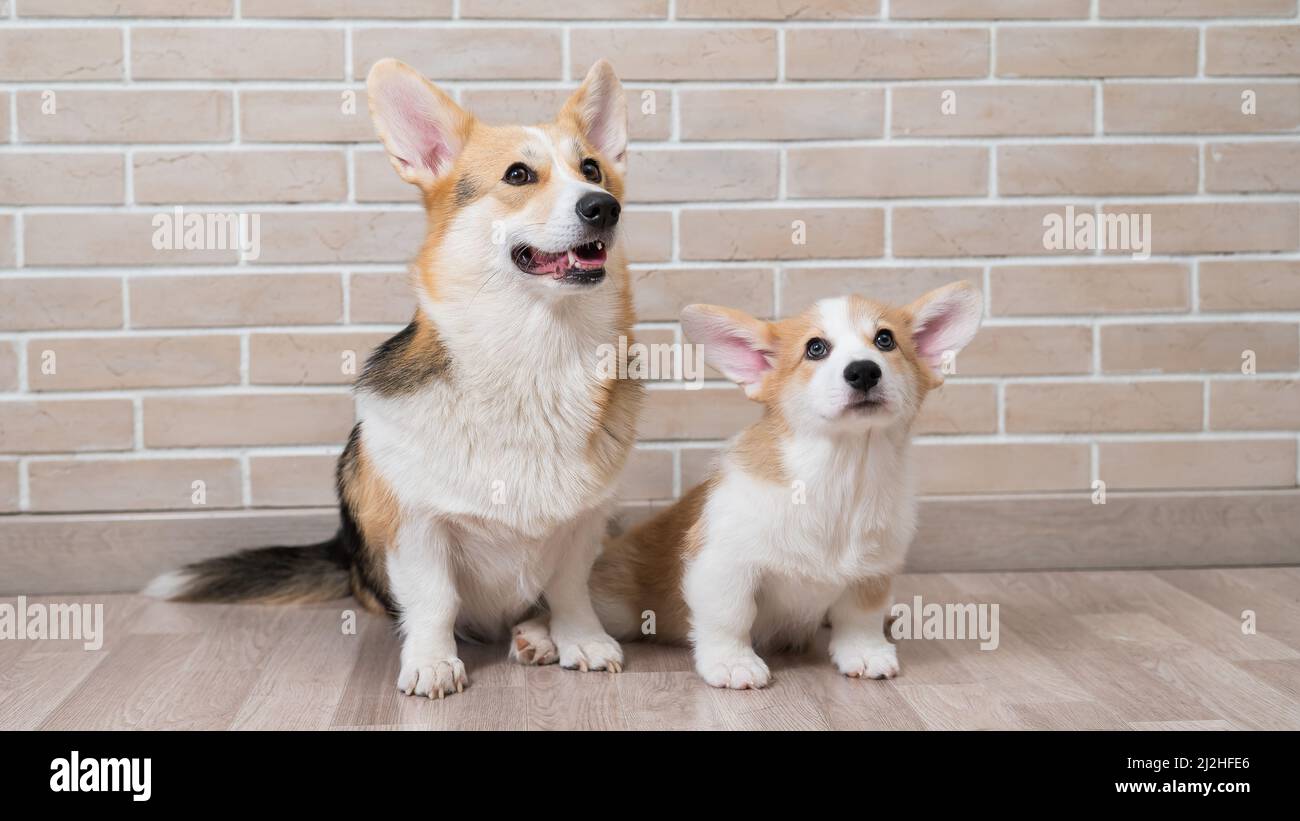 Pembroke corgi mom and puppy on the background of a brick wall. Dog ...