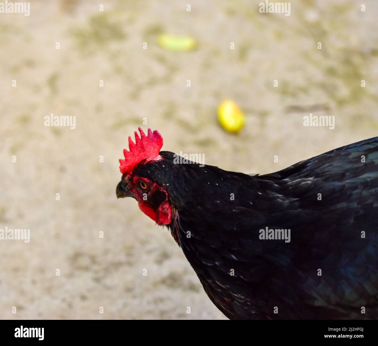 A black rooster with red comb in a field Stock Photo - Alamy