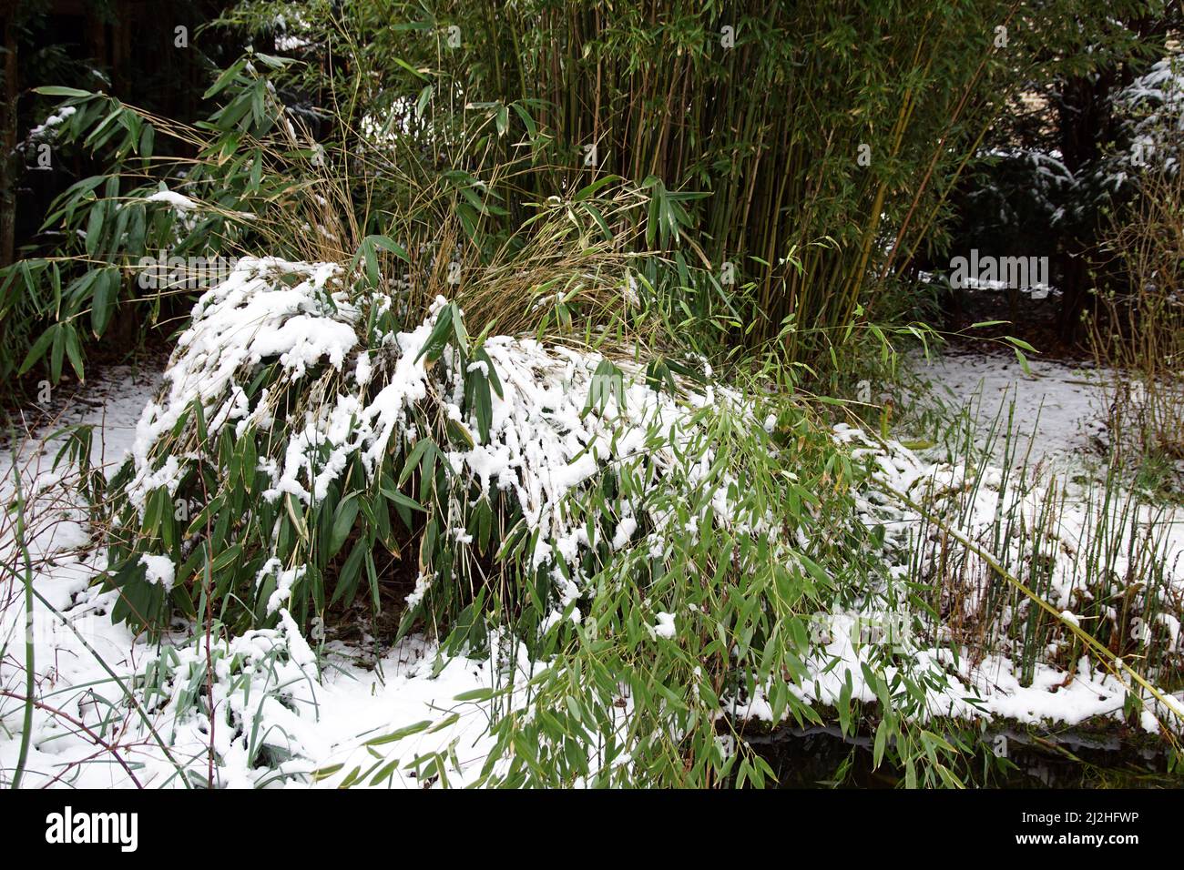 Bamboo species in the snow at a pond in a Dutch garden. Bamboo stems ...