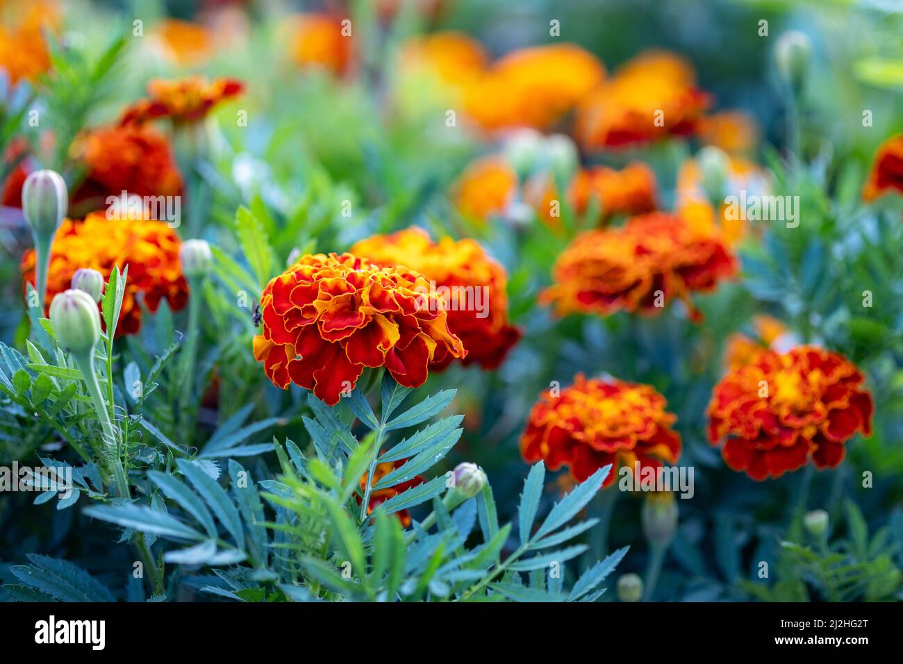 Beautiful marigold flowers in the garden. Gardening and floriculture ...
