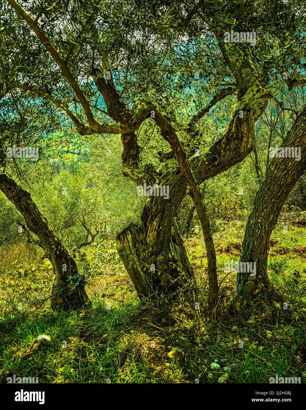 Old green olive trees on freshly plowed land. Prezza, province of l ...