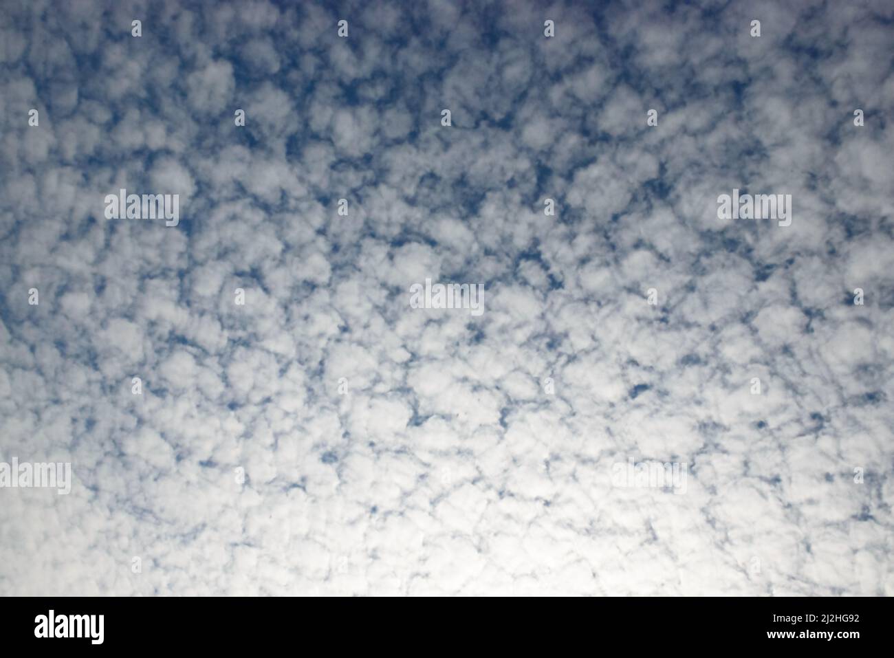 Altocumulus Floccus