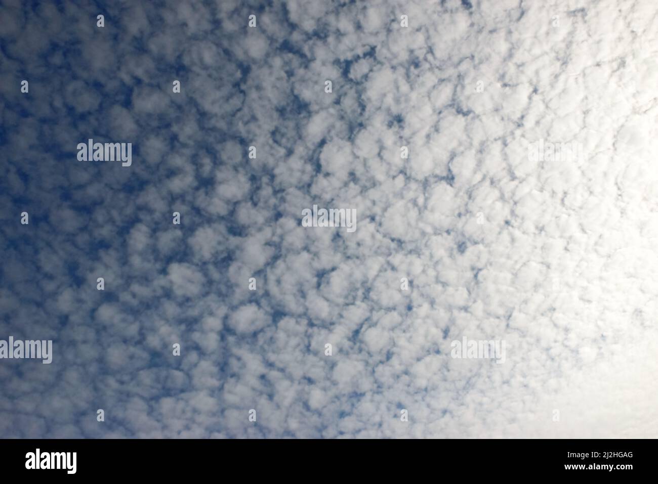 Altocumulus Floccus