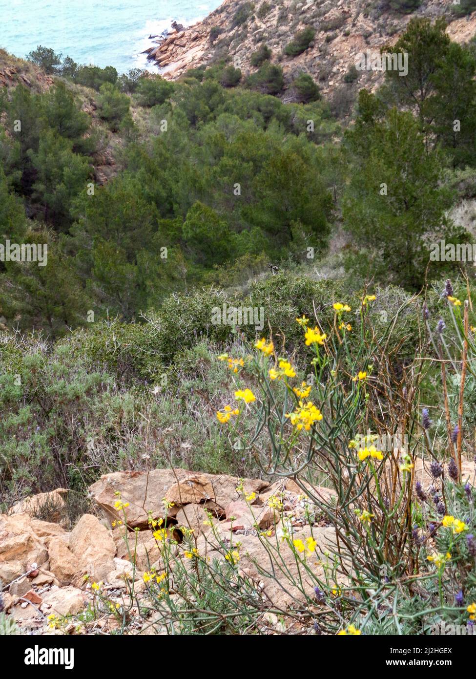 Intimate view along the Lighthouse Walk in spring, Albir, Serra Gelada ...