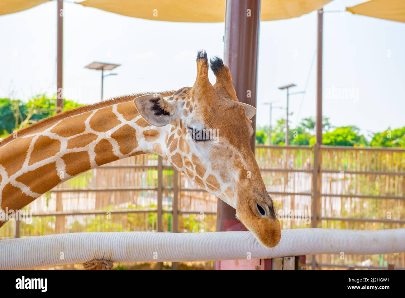 one beautiful giraffe stands in the zoo close-up Stock Photo - Alamy