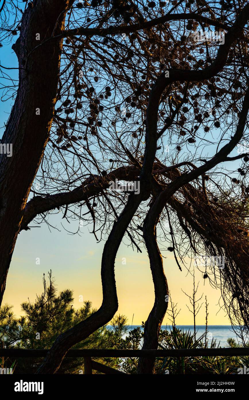 Tree trunks silhouette hi-res stock photography and images - Alamy