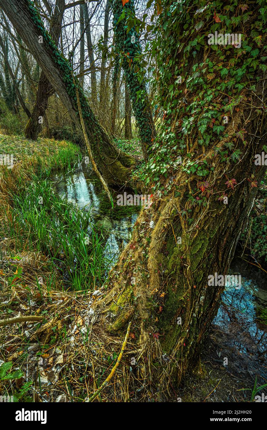 The embrace of ivy to a plant along a stream in the woods. Abruzzo ...