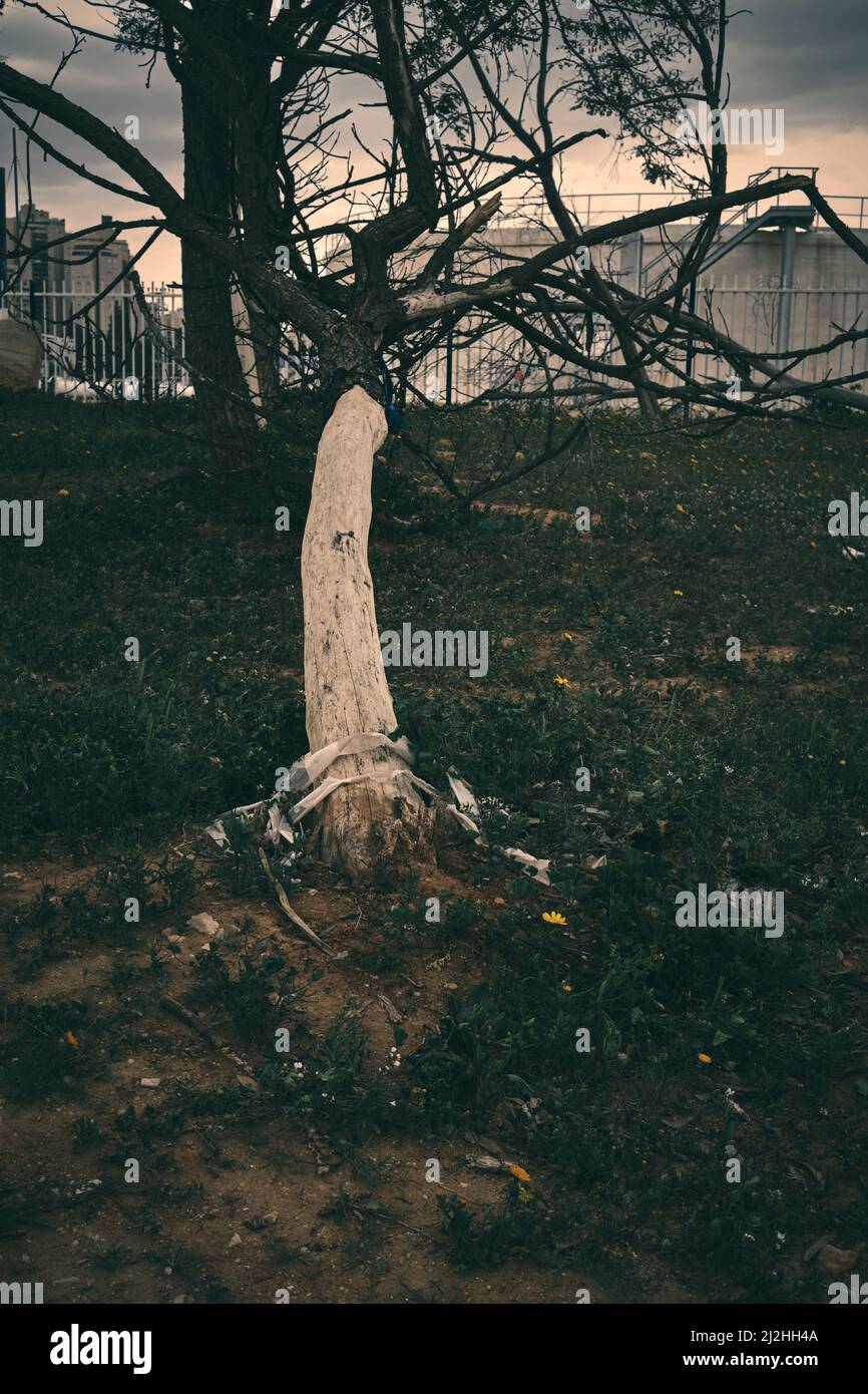 falling tree in the street Stock Photo - Alamy