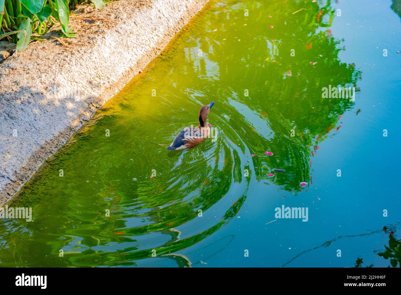 beautiful duck by the pond walks in the zoo Stock Photo - Alamy