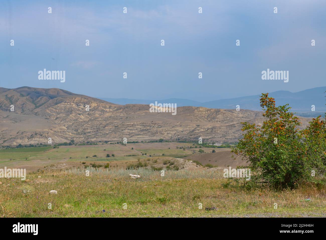 very unique colchis forests with evergreen undergrowth in georgia Stock ...