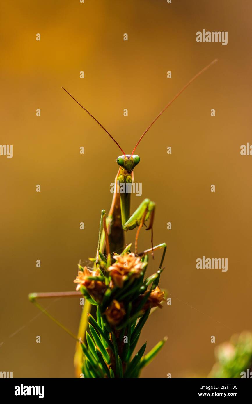 Green tree cricket hi-res stock photography and images - Alamy