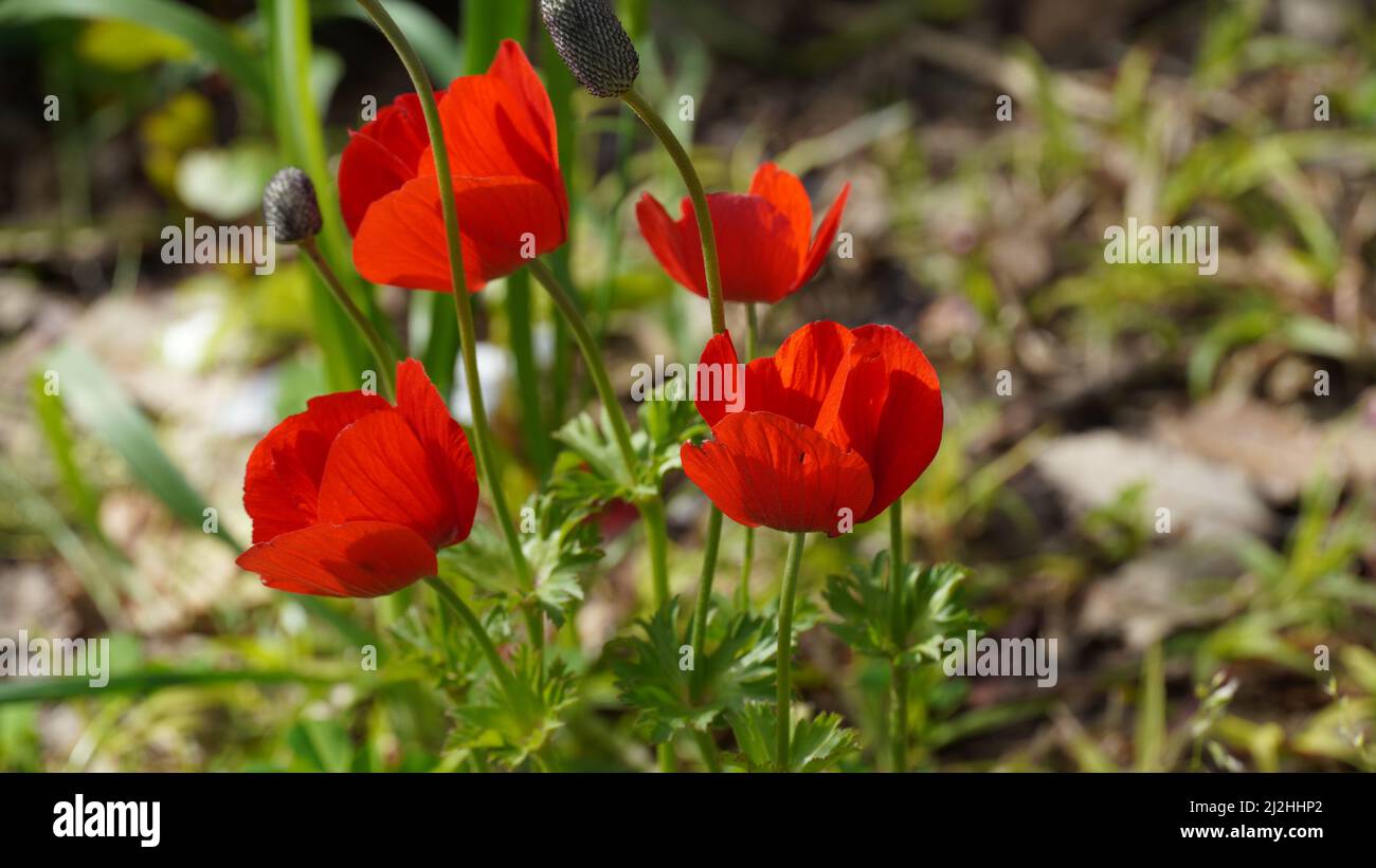 Anemone coronaria , beautiful red spring wild-growing flowers blooms in ...