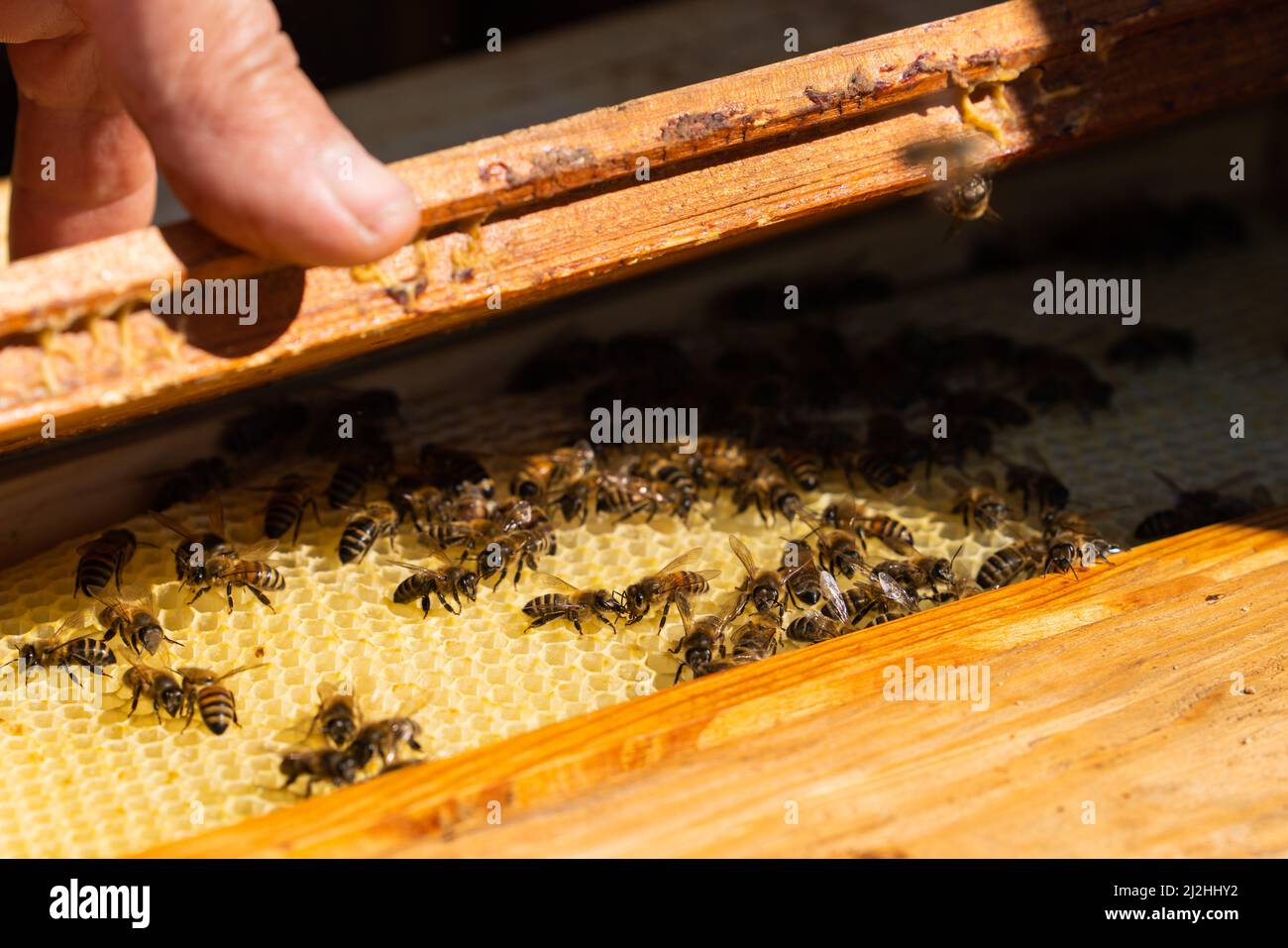 Bee family in evidence on wax honeycombs. Beekeeper and beekeeping ...