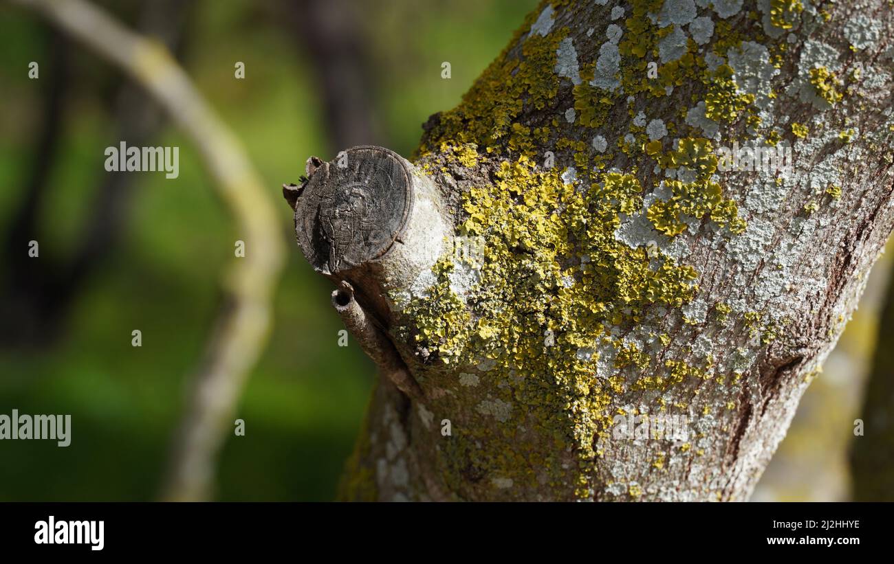 Tree branch cut moss hi-res stock photography and images - Alamy