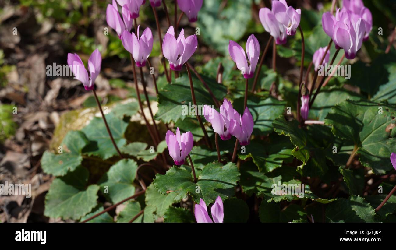 Cyclamen persicum grows in a forest in Israel Stock Photo - Alamy
